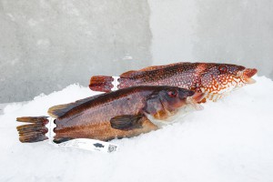 ñocla | Pescado de Rula